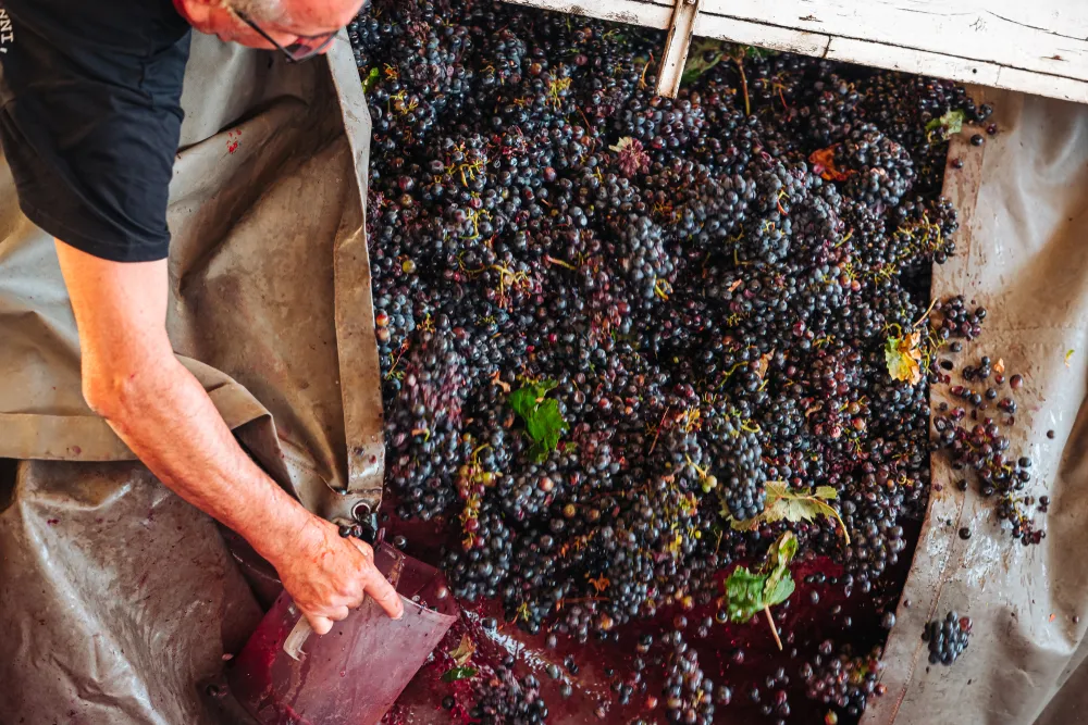 Best Italian Red Wines to Try This Fall & Vino Novello